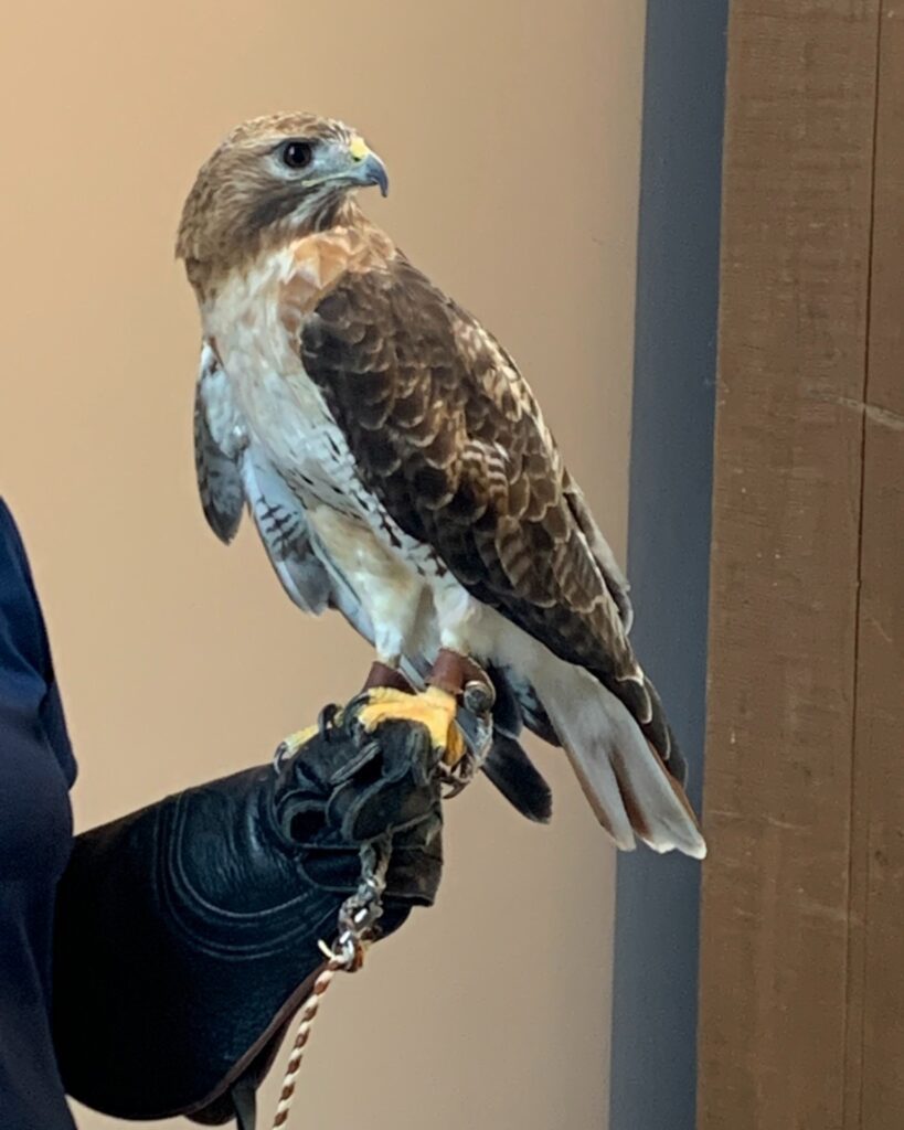 Meet Scarlet: Our Red-Tailed Hawk! - Mississippi River Museum Zoo Guide