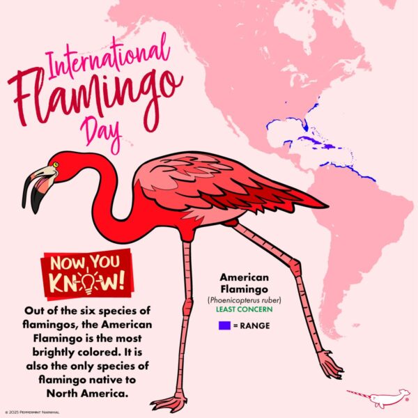 Celebrate International Flamingo Day: Discover Flamingo Facts! - Zoo ...