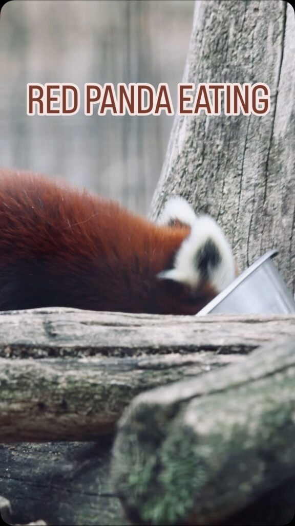 Red Panda Enjoying Evening Meal - Zoos - USA - New York - Trevor Zoo ...