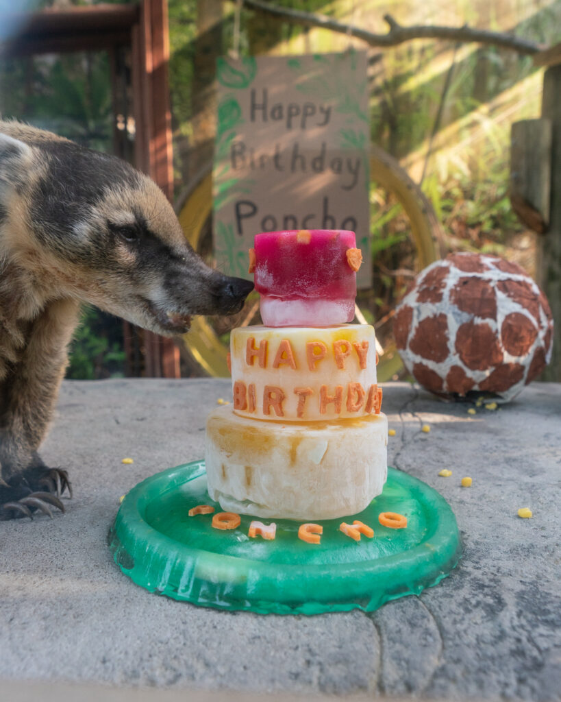 Poncho The Coati Celebrates 11th Birthday With Enrichment Fun - Zoos ...