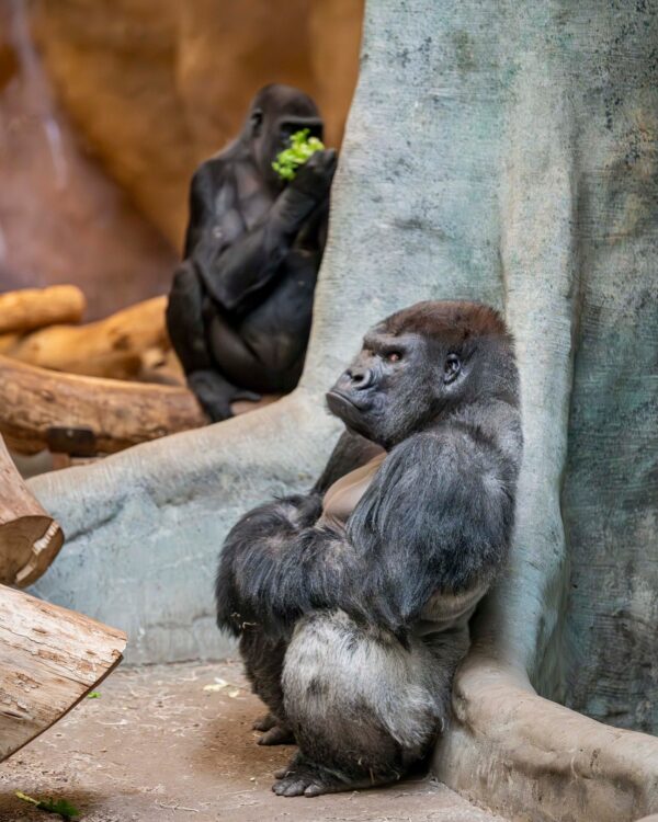 Inspire Wildlife Conservation: Earth Day And Beyond - Milwaukee Zoo Zoo ...