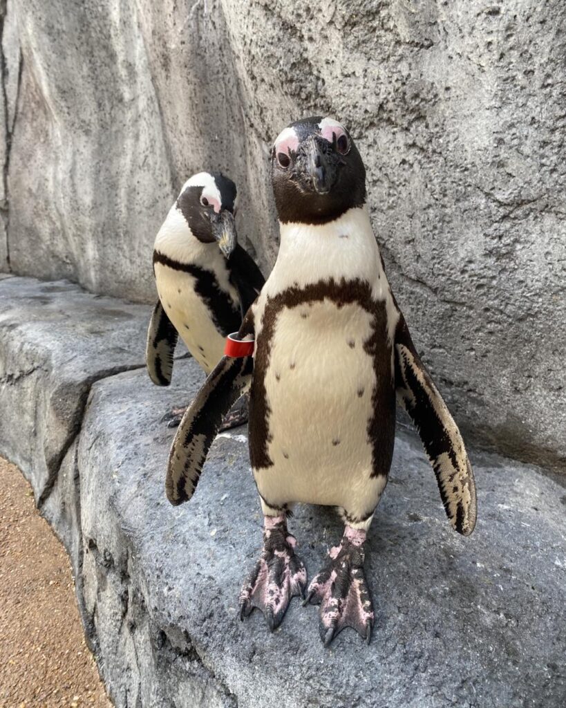 African Penguins: The Sole Penguin Species Native To Africa - Cameron ...