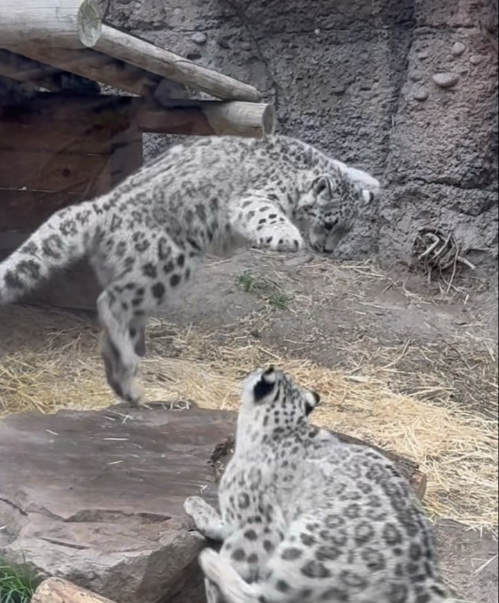 Snow Leopard Cubs Pavlova And Siblings: Growth And Chaos - Hogle Zoo Zoo Guide
