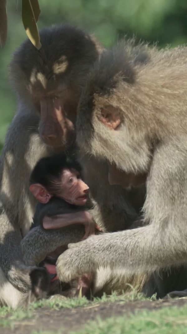 Introducing The New Pink-Bottom Cutie: Meet The Hamadryas Baboon - Zoos ...