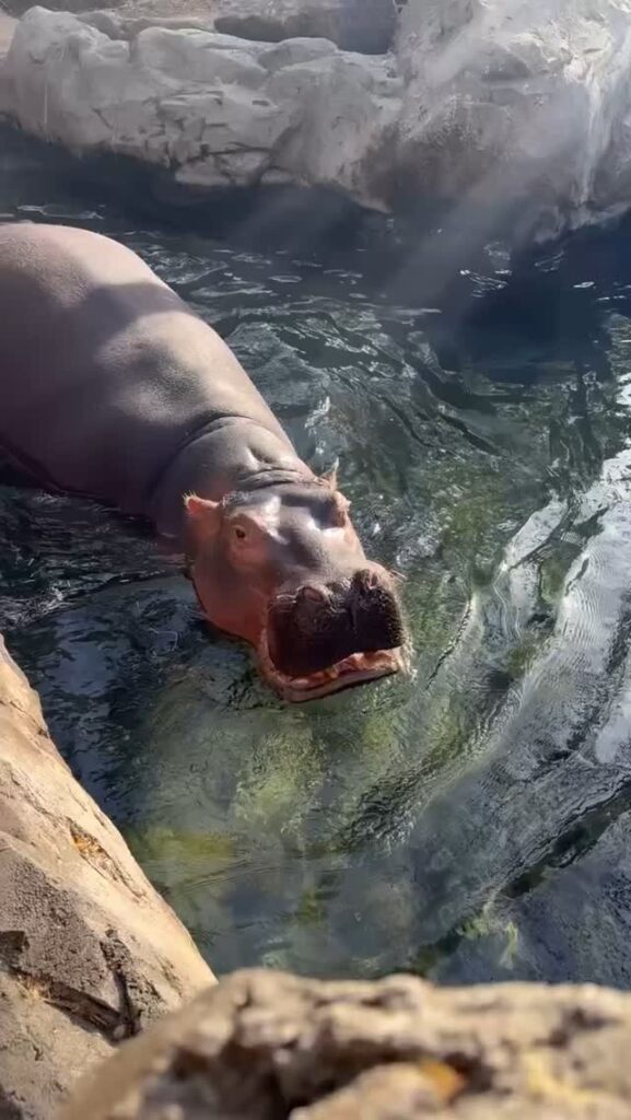 Fiona The Hippo: Raising Awareness And Interest - Zoos - USA - Ohio ...