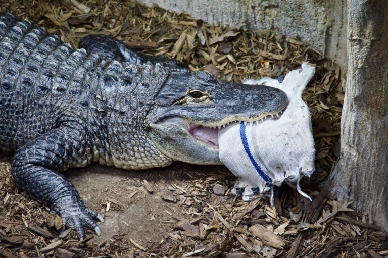 Meet Newt: Our Resident American Alligator! - Virginia Living Museum ...