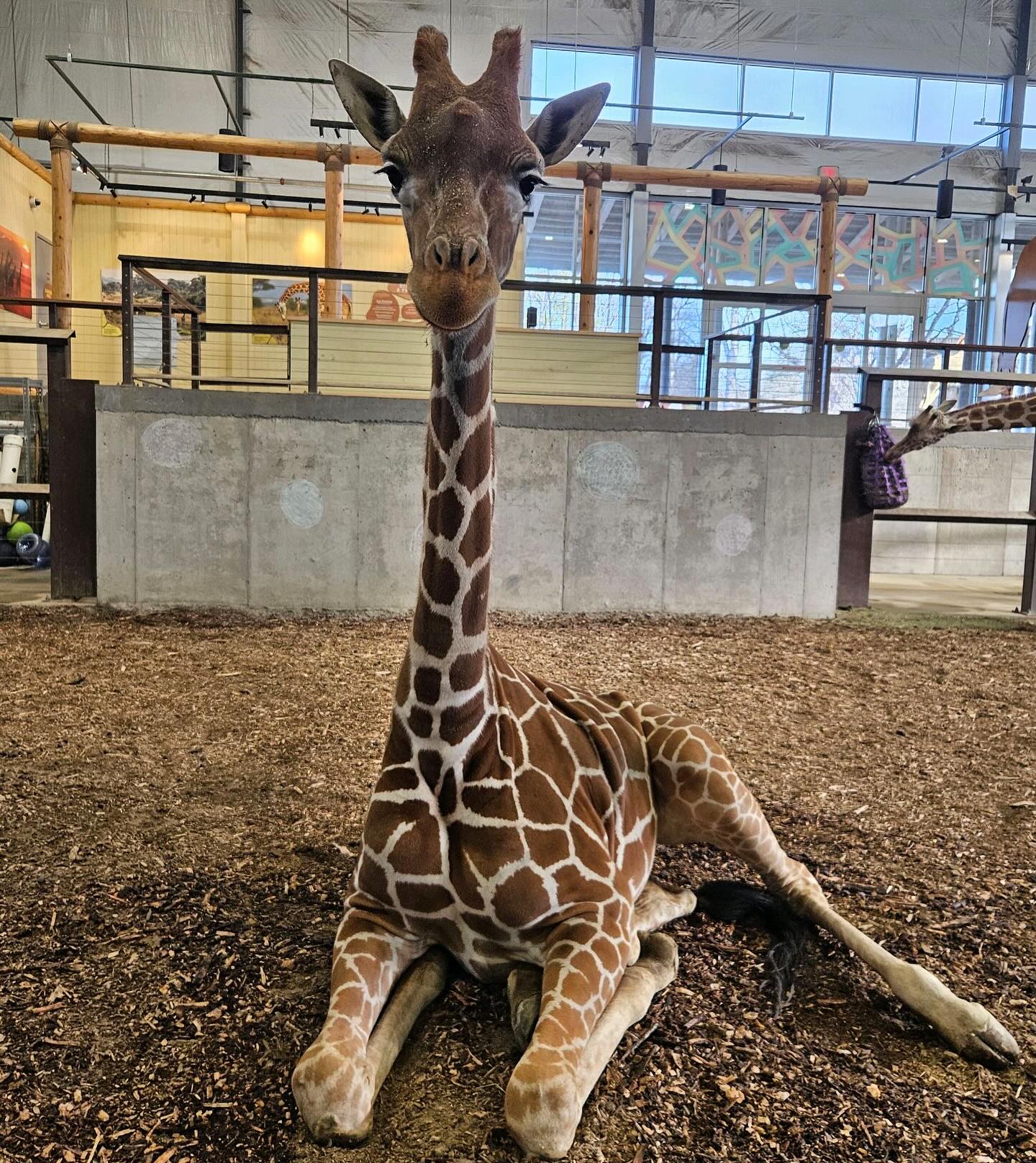 Cozy And Sleepy Daisy: A Tale By Keeper Amber - Topeka Zoo Zoo Guide