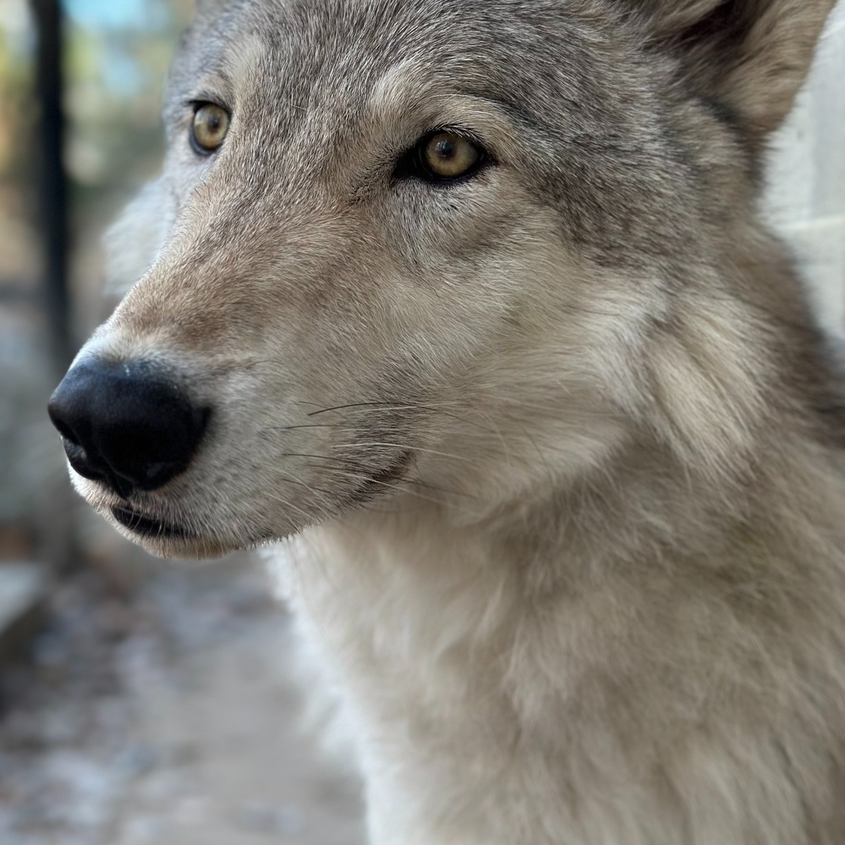 Remembering Simpson: Farewell To Our Beloved Grey Wolf - Zoo Montana ...