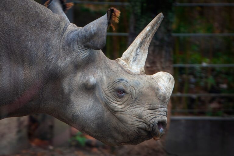 Five Facts About The Five Remaining Rhino Species - Saint Louis Zoo Zoo ...
