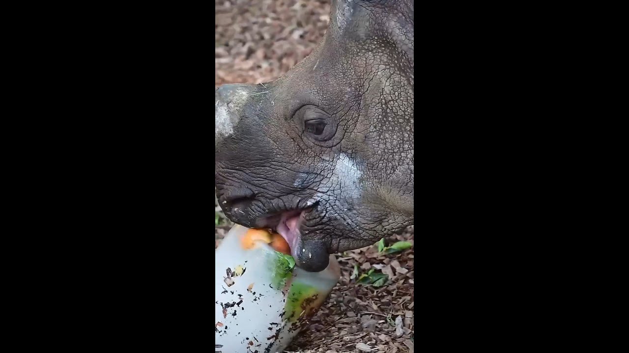 Gentle Giant Enjoys A Giant Popsicle 🦏🍧 - Zoos - USA - California - Los ...