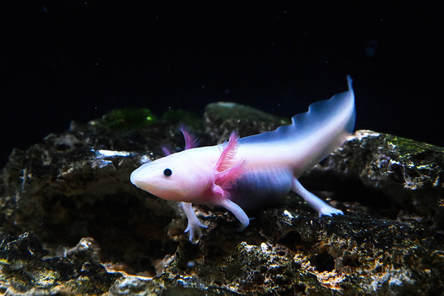 Adorable Axolotls Now Reside At The Living Coast! - Brookfield Zoo Zoo ...
