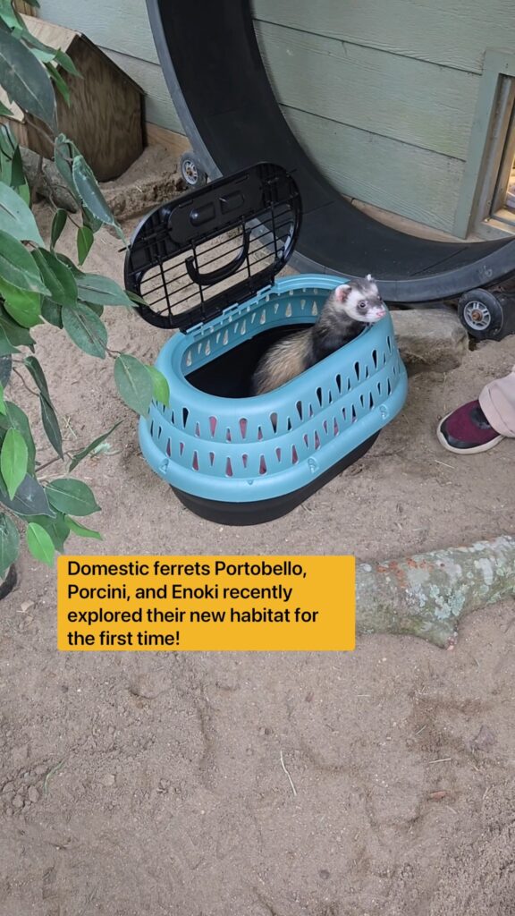 Domestic Ferrets Enoki, Portobello, And Porcini Relocate - Zoos - USA ...