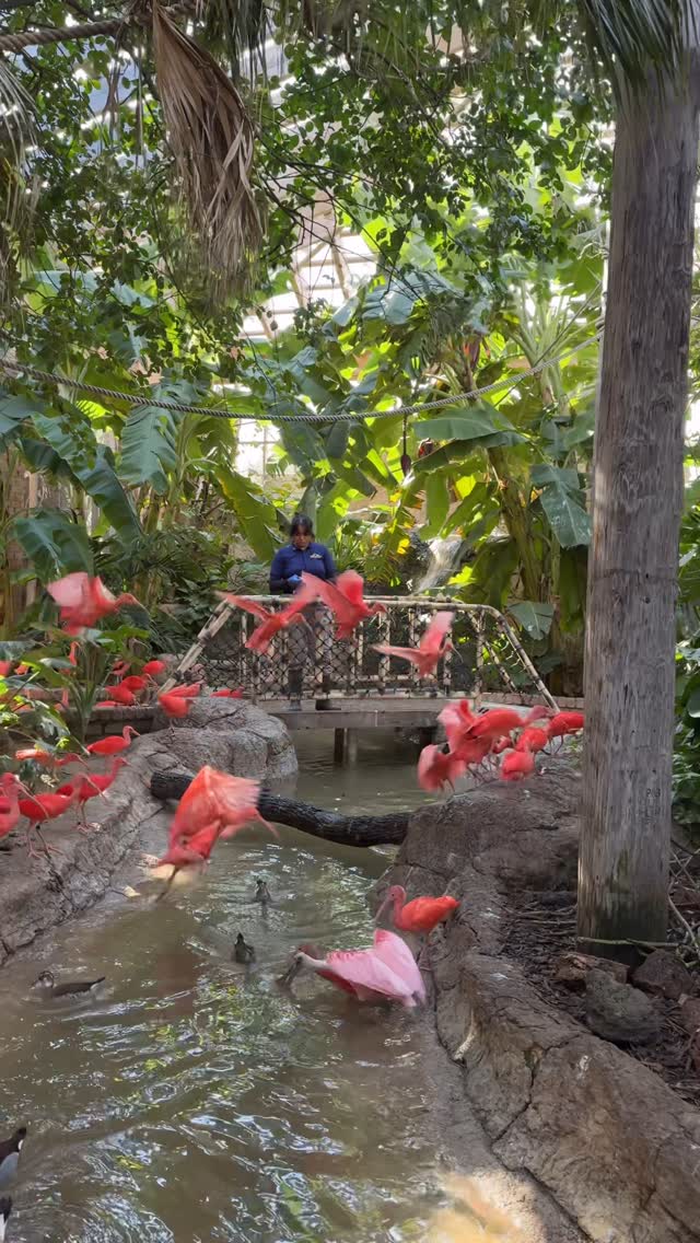 Exploring The Free-Flight Aviary - Gladys Porter Zoo Zoo Guide