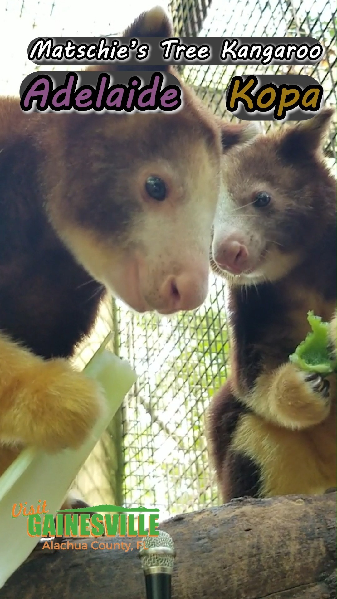 Adelaide The Matschie's Tree Kangaroo And Joey Kopa In Focus - Santa Fe ...