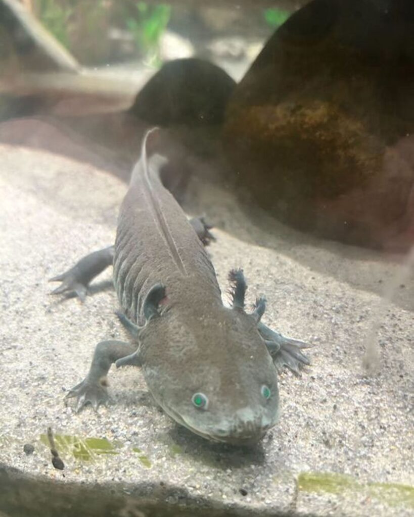 Axolotls: Native To Lake Xochimilco, Mexico - Zoos - USA - California ...