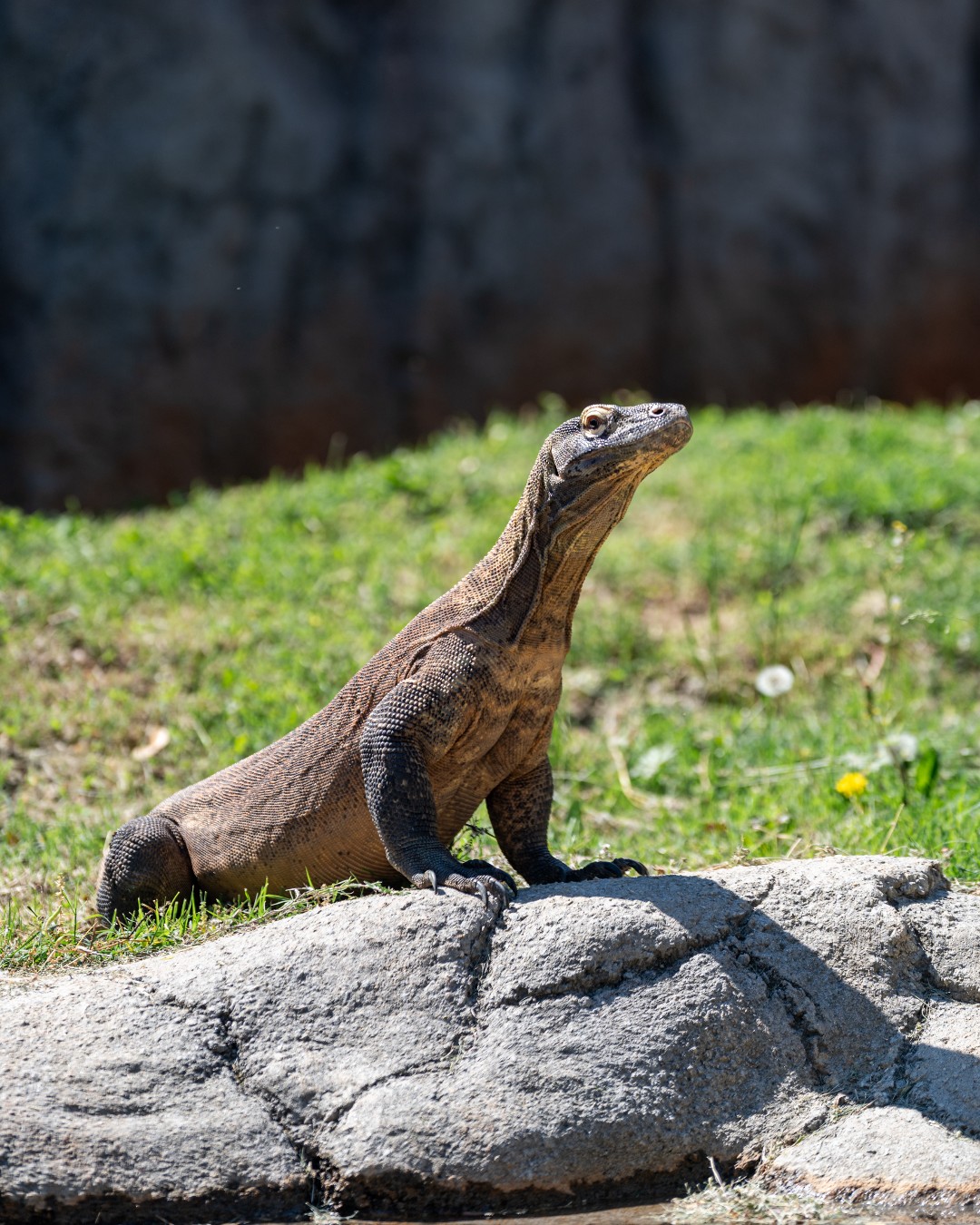 Hannibal The Komodo Dragon Enters His Outdoor Exhibit - Greensboro ...
