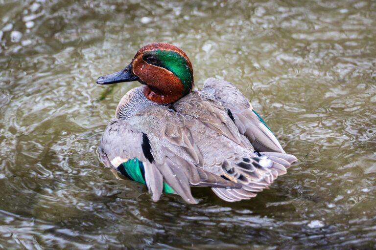 Green-Winged Teal: Named For Their Distinctive Wing Feathers - Tracy ...