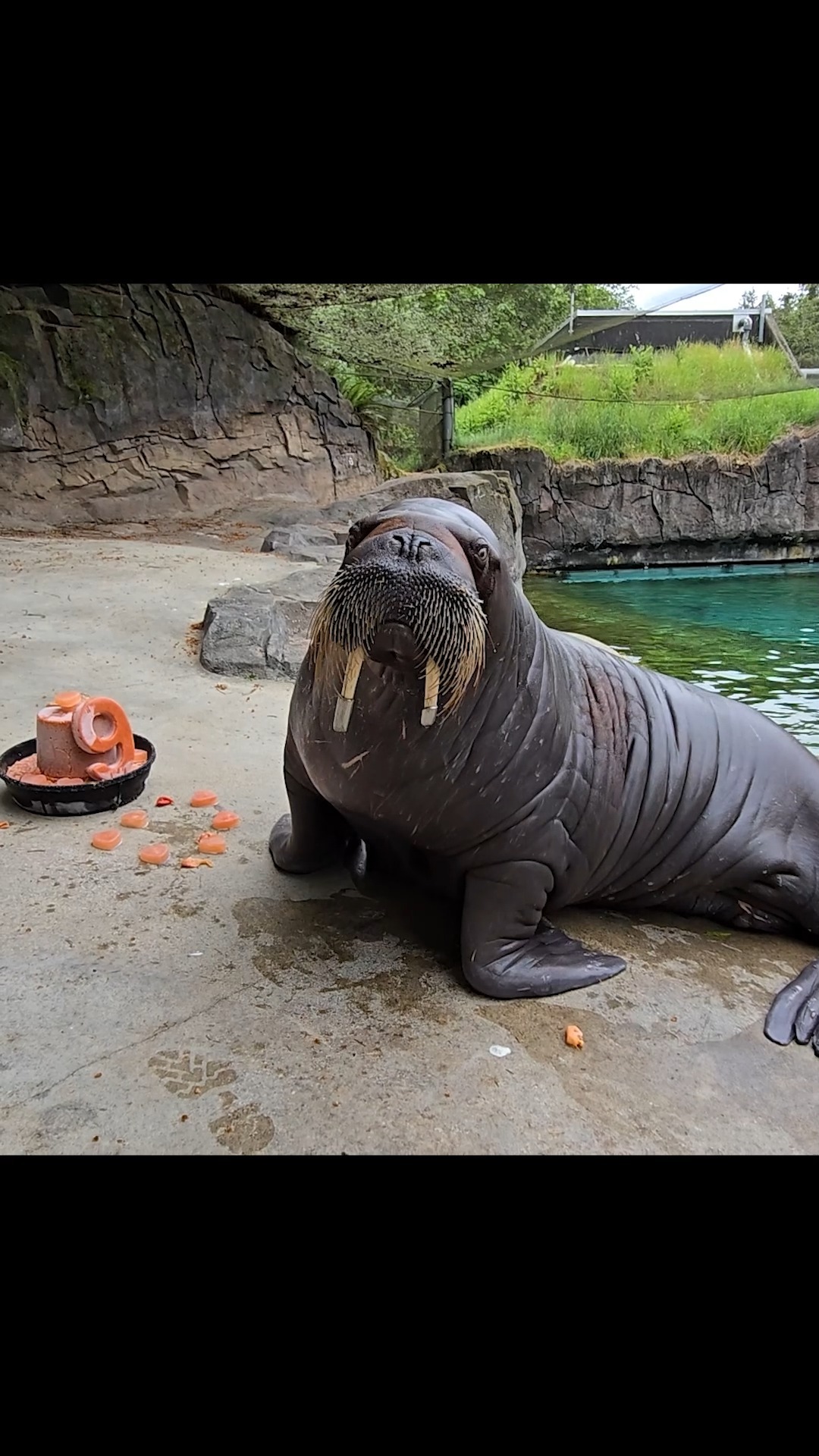 Celebrating Lakina's 9th Birthday: Our Beloved Walrus - Point Defiance ...