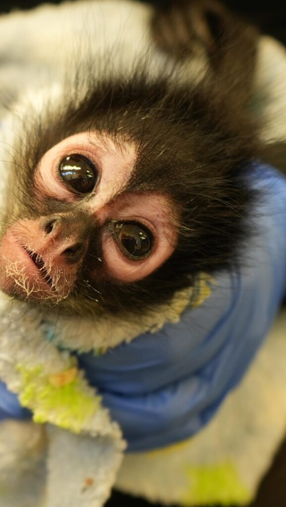 Rescue And Care For Surrendered Female Spider Monkey Thursday - Oakland ...