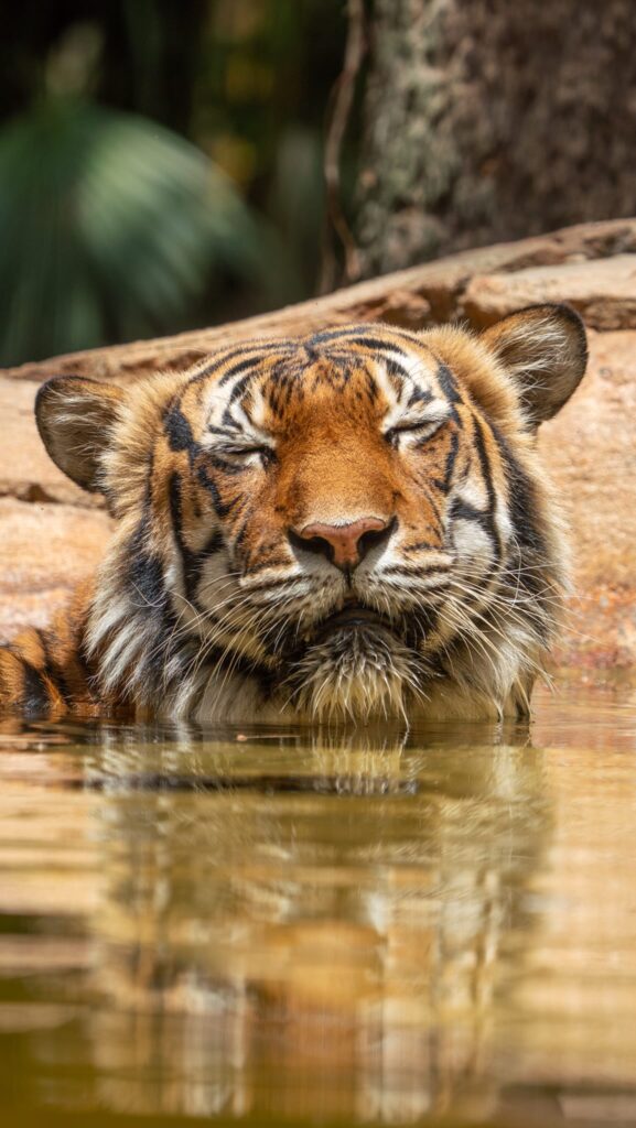 Enjoy A Refreshing Dip In Your Private Pool This May - Zoos - USA ...