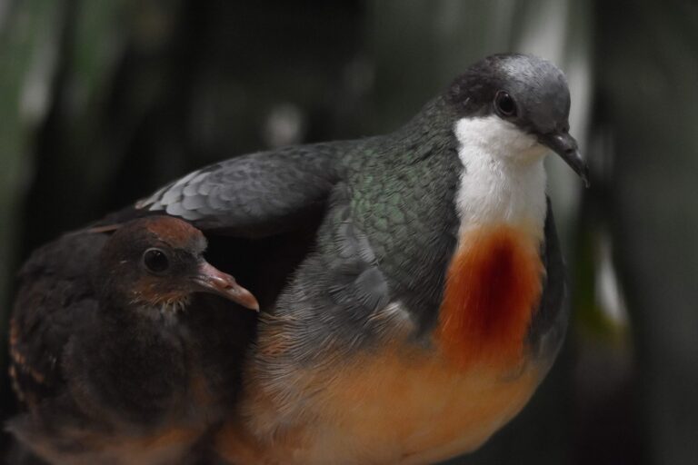 Understanding Luzon Bleeding-Heart Doves: An Informative Insight ...