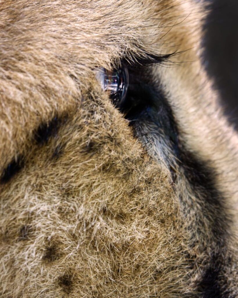 The Mesmerizing Magic Of A Cheetah's Gaze - Zoos - USA - California ...