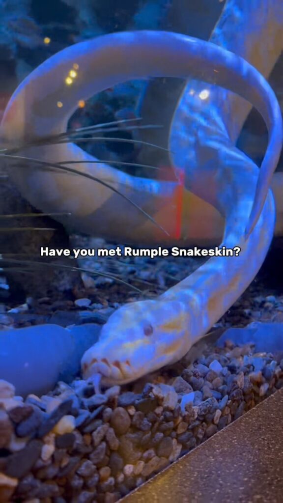 Meet Rumple Snakeskin: Our Stunning Albino Burmese Python - Ripley's ...