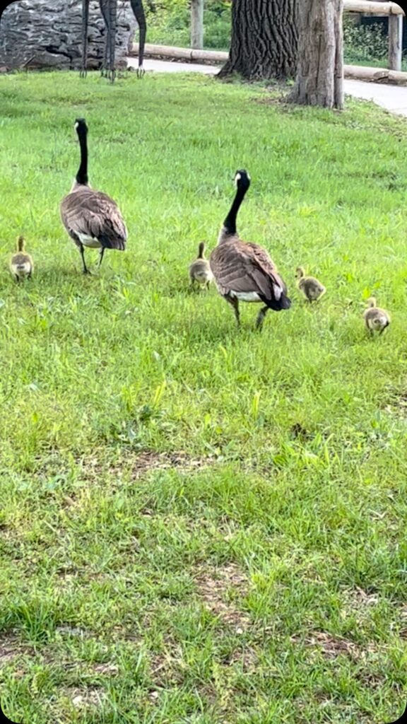 Sure, Please Provide The Title You Need Rewritten. - Zoos - USA ...