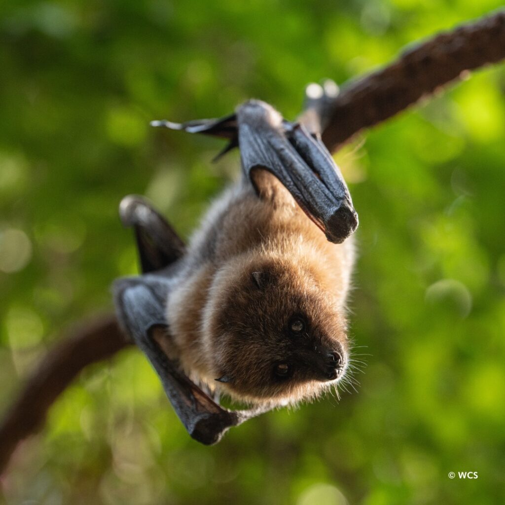 Spotlight On The Critically Endangered Rodrigues Fruit Bat - Charles ...