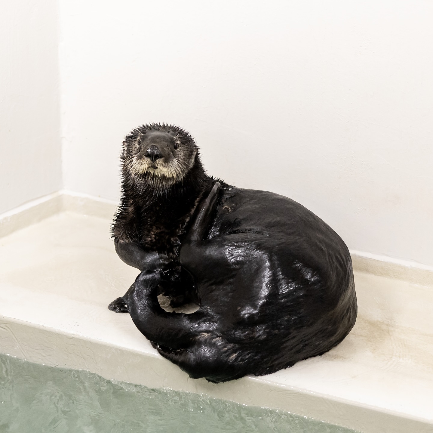 New Arrival On Endangered Species Day: A Powerful Reminder - Zoos - USA ...