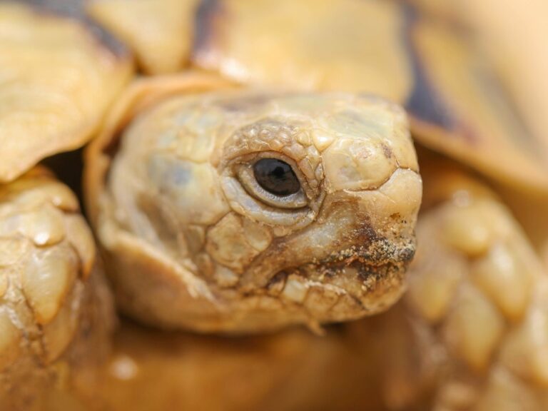 Understanding Our Daily Efforts For Endangered Species Conservation ...