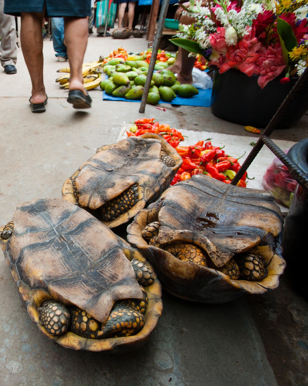 Endangered Species Day: Over Half Of Global Turtle Species Threatened ...
