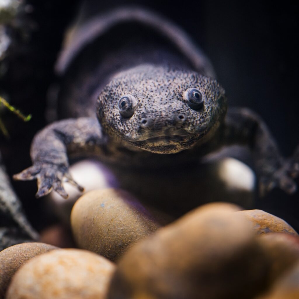 Iberian Ribbed Newt: More Than Meets The Eye - Steinhart Aquarium Zoo Guide