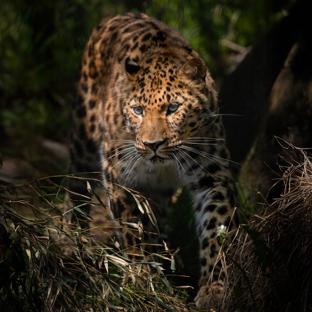 Amur Leopard's Favorite Music: Pop! - Zoos - USA - Ohio - Toledo Zoo ...