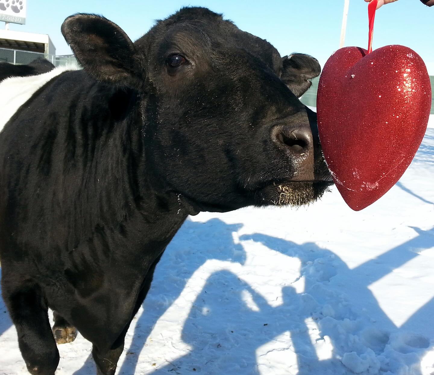Red River Zoo Announces The Passing Of Charlot - Red River Zoo Zoo Guide