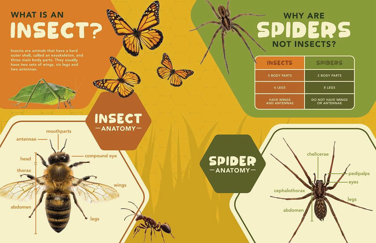 Spotting Differences: Spiders Vs. Insects – Can You Identify Them ...