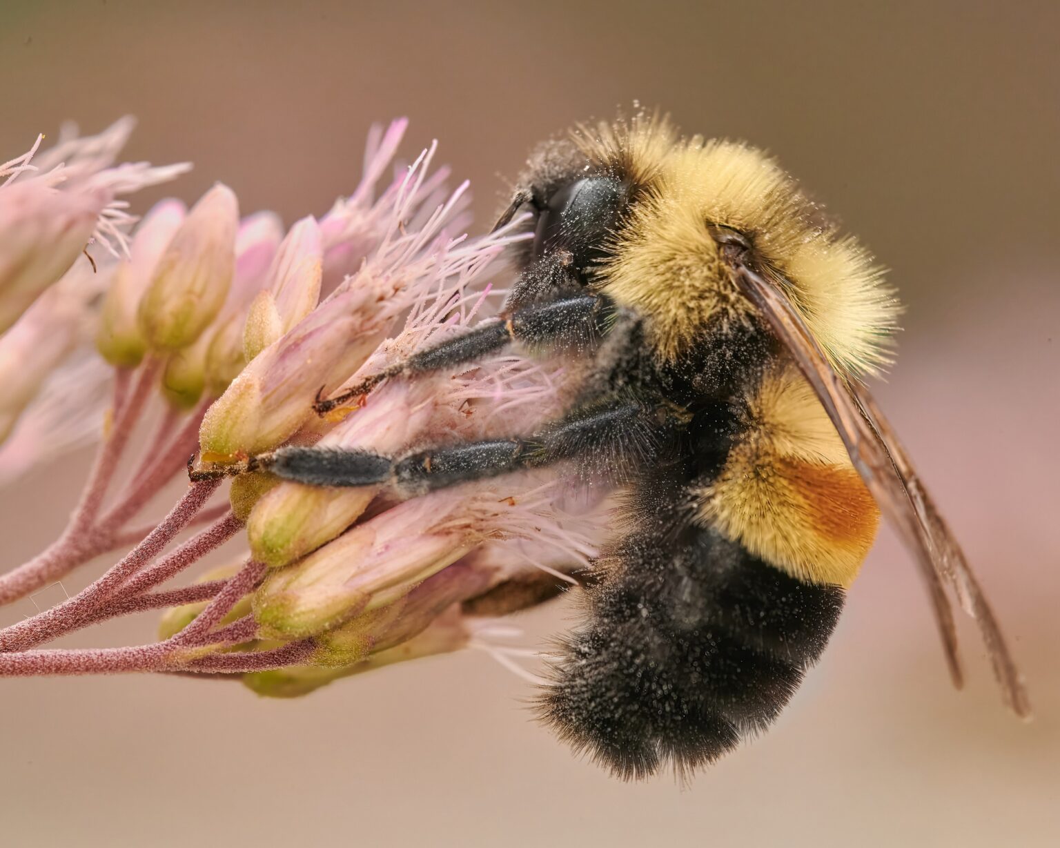 Celebrate World Bee Day: Essential Pollinators At Work - Zoos - USA ...