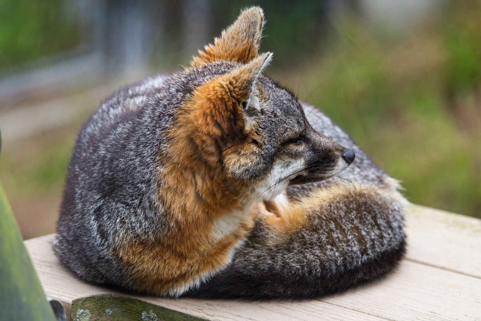Island Foxes: Discover Their Fluffy Tails And Unique Traits - Zoos ...