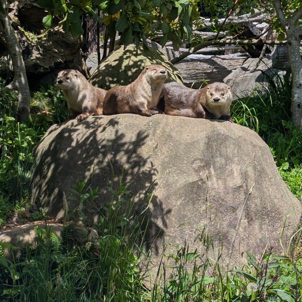 Discovering River Otters: Where Are They Found? - Sequoia Park Zoo Zoo ...