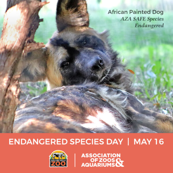 Endangered Species Day: A Crucial Reminder To Protect Wildlife ...