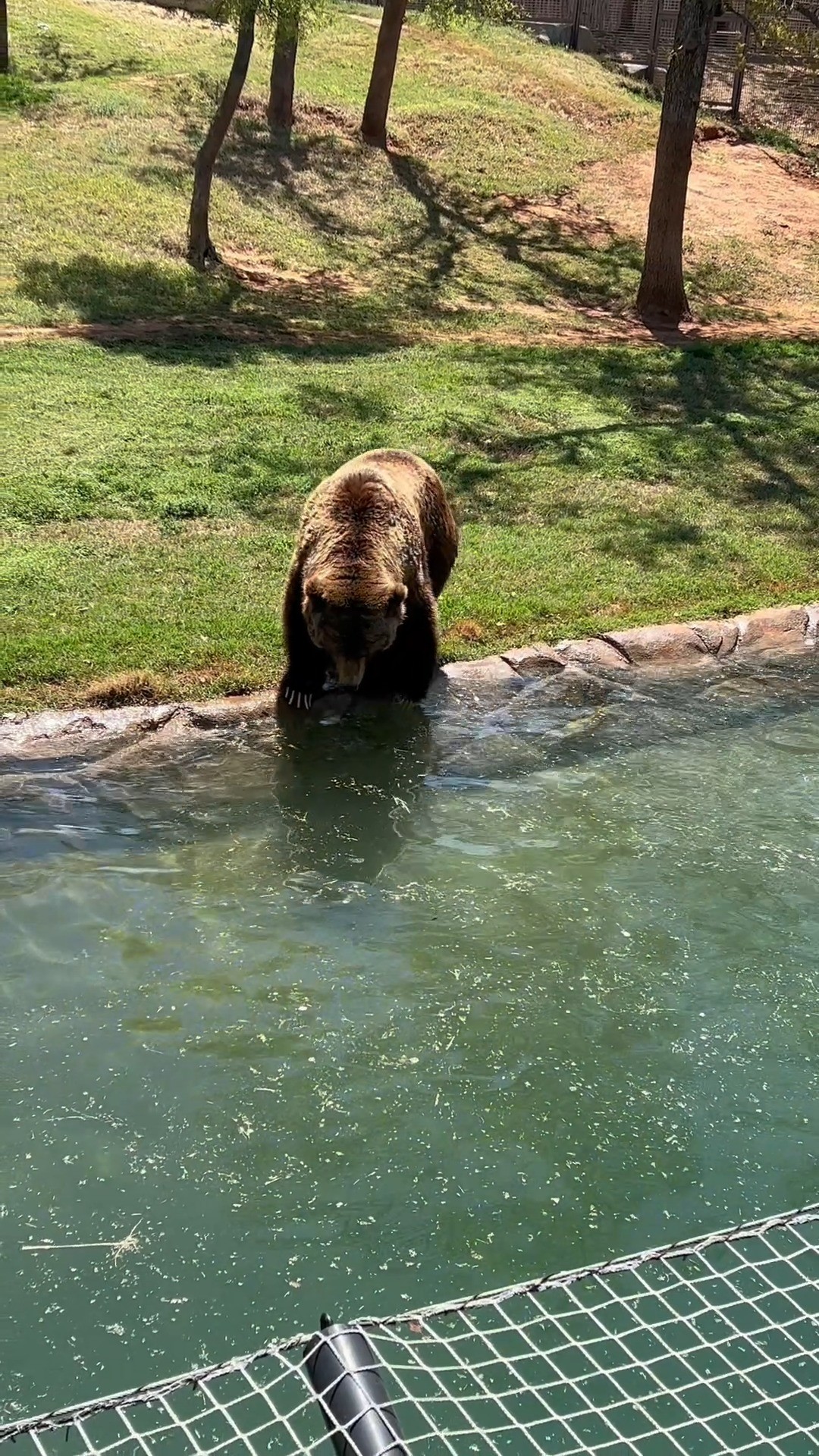 Everyone Stay Calm: Will And Wiley In The Moat - Zoos - USA - Oklahoma ...