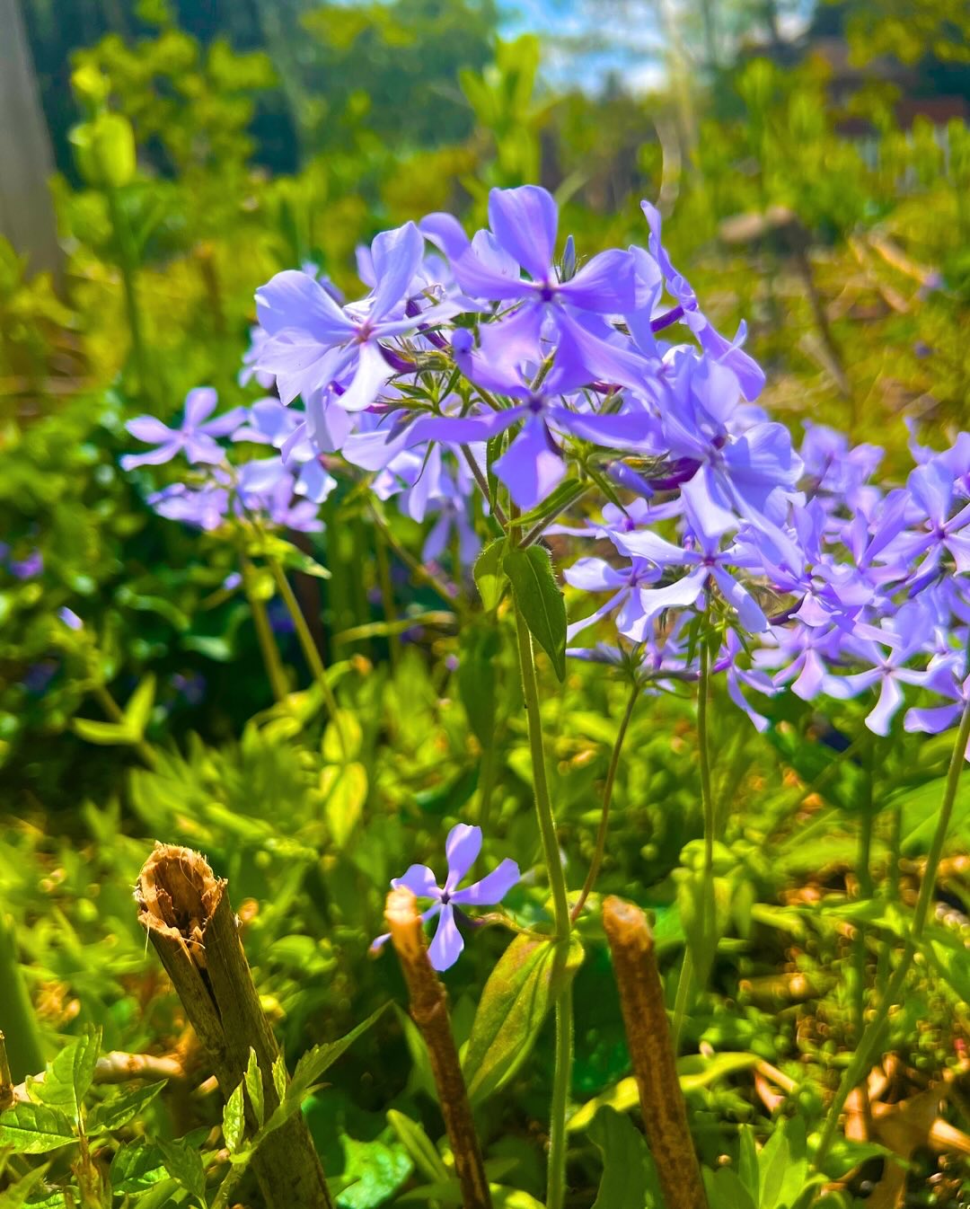 Blue Violets: Early Blooming Native Flowers - Lehigh Valley Zoo Zoo Guide