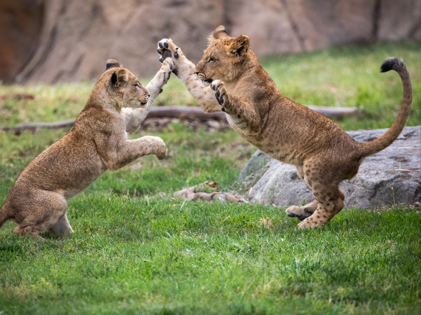 Discover Growing Asali And Taraj In Their Habitat! - Fresno Zoo Zoo Guide
