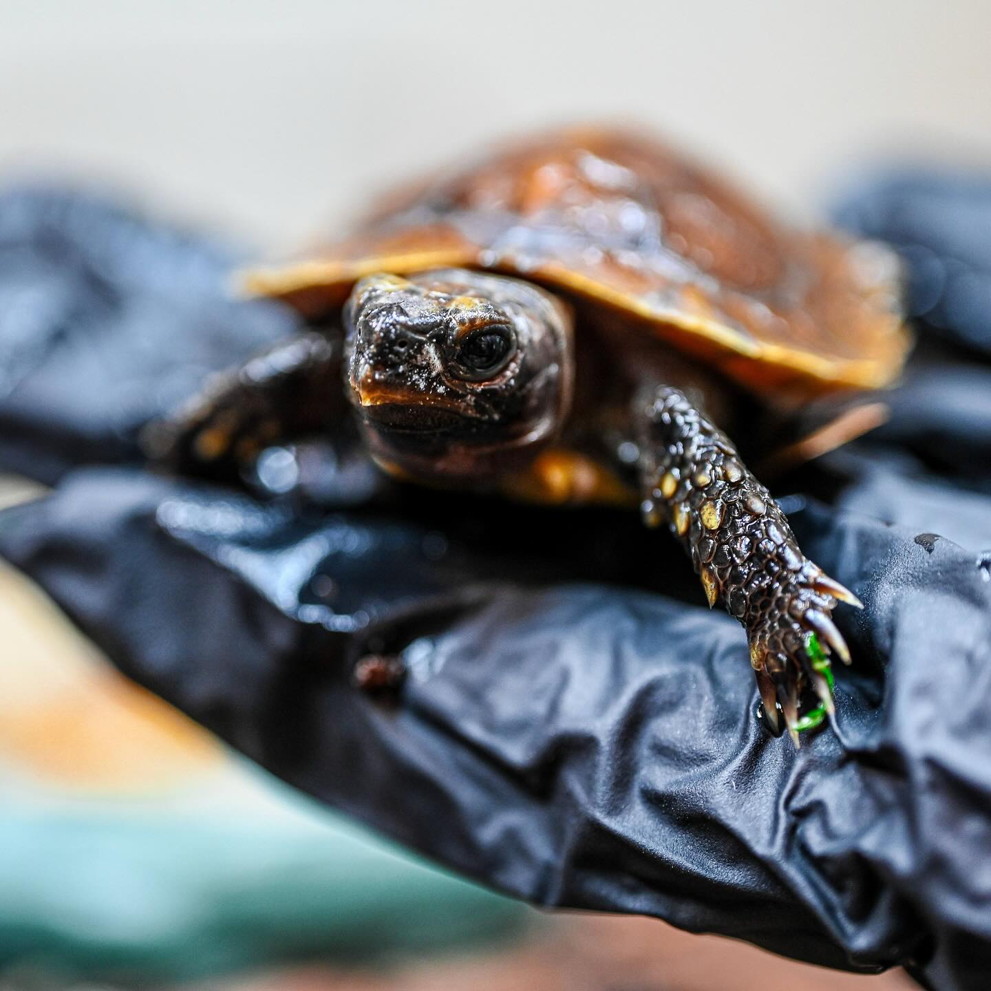 Celebrate World Turtle Day With Three Adorable Baby Tortoises ...