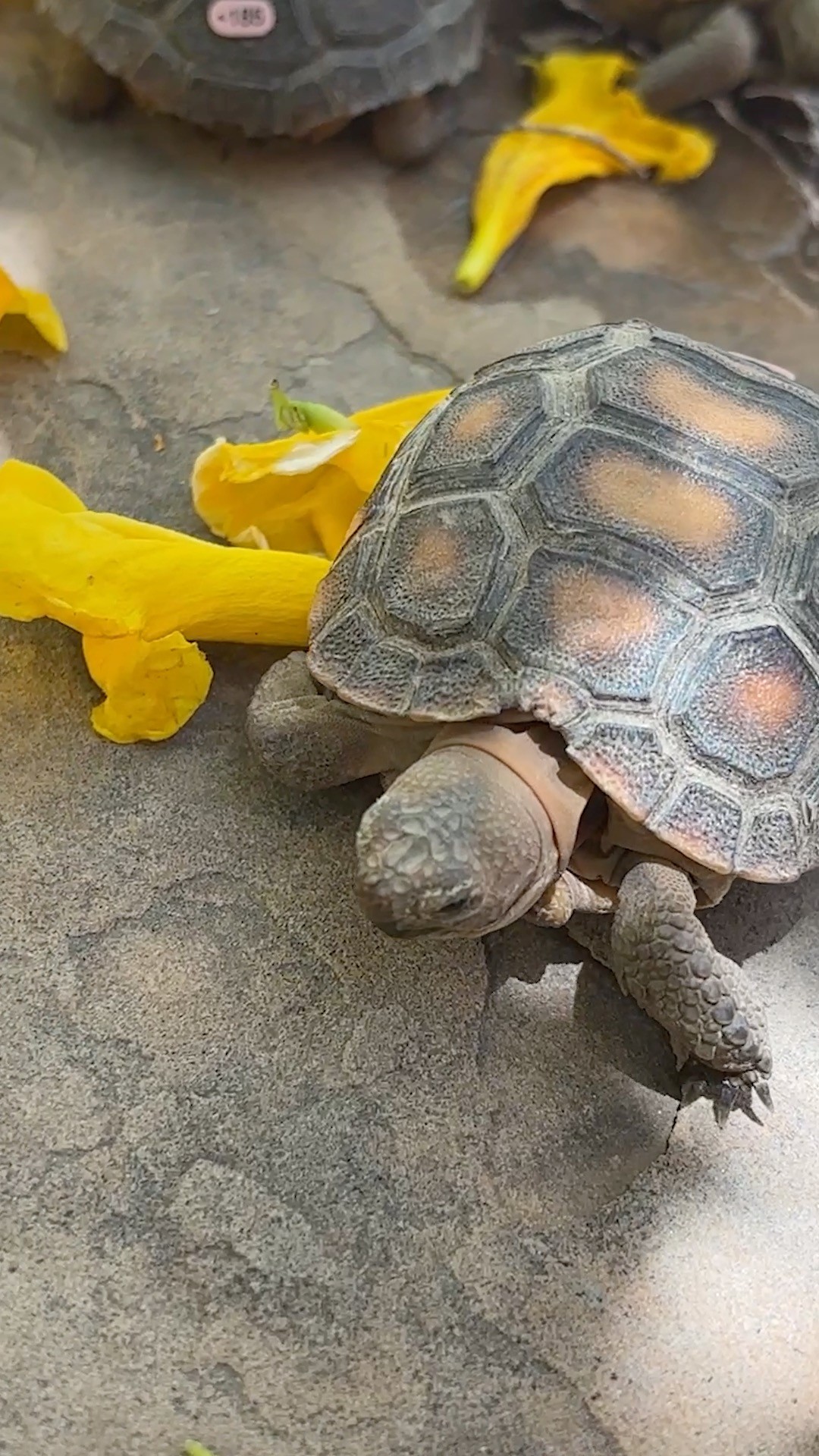 Celebrate National Turtle Day: Consider Adopting A Desert Tortoise ...