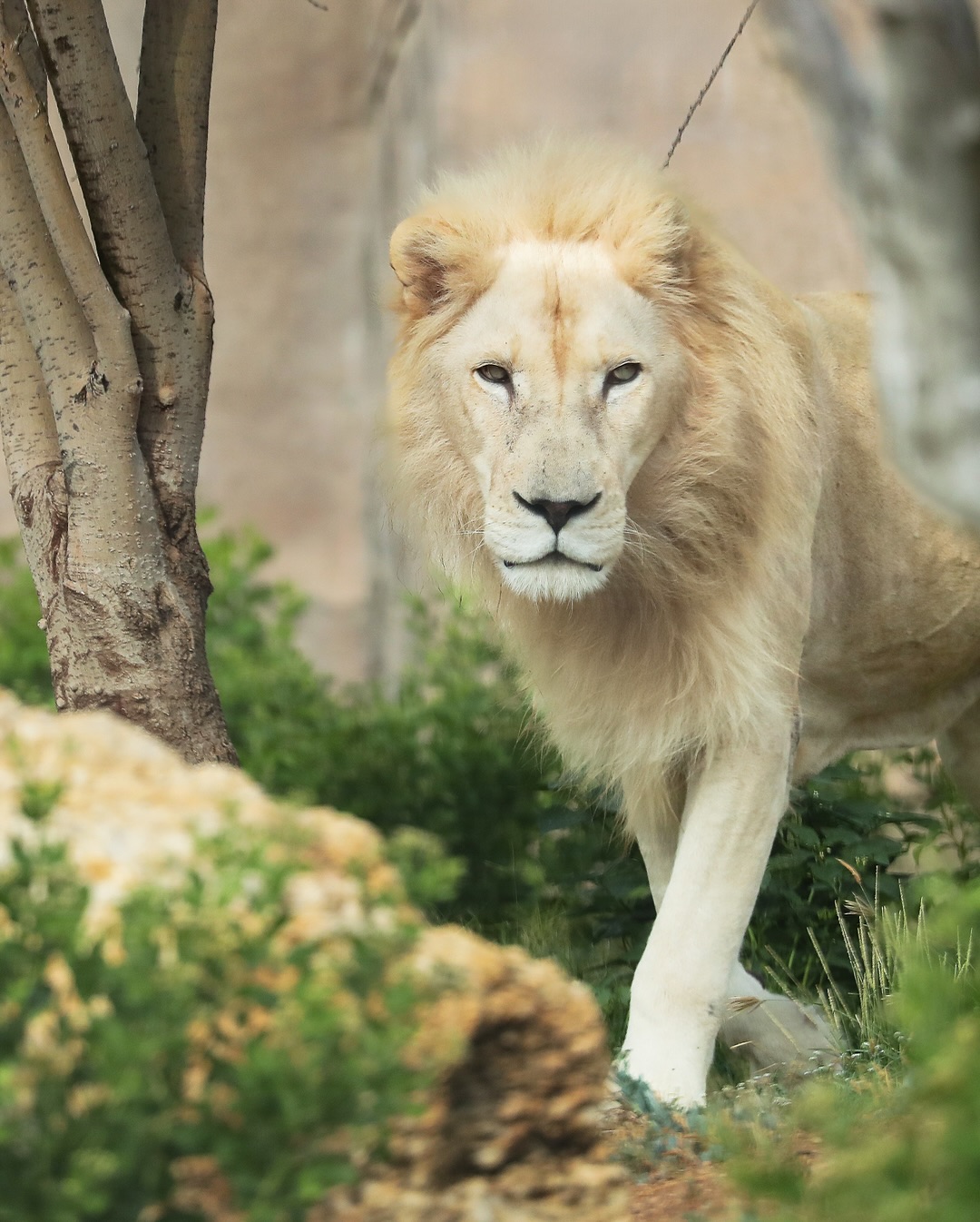 King & Queen: An Educational Overview - Al Ain Zoo Zoo Guide