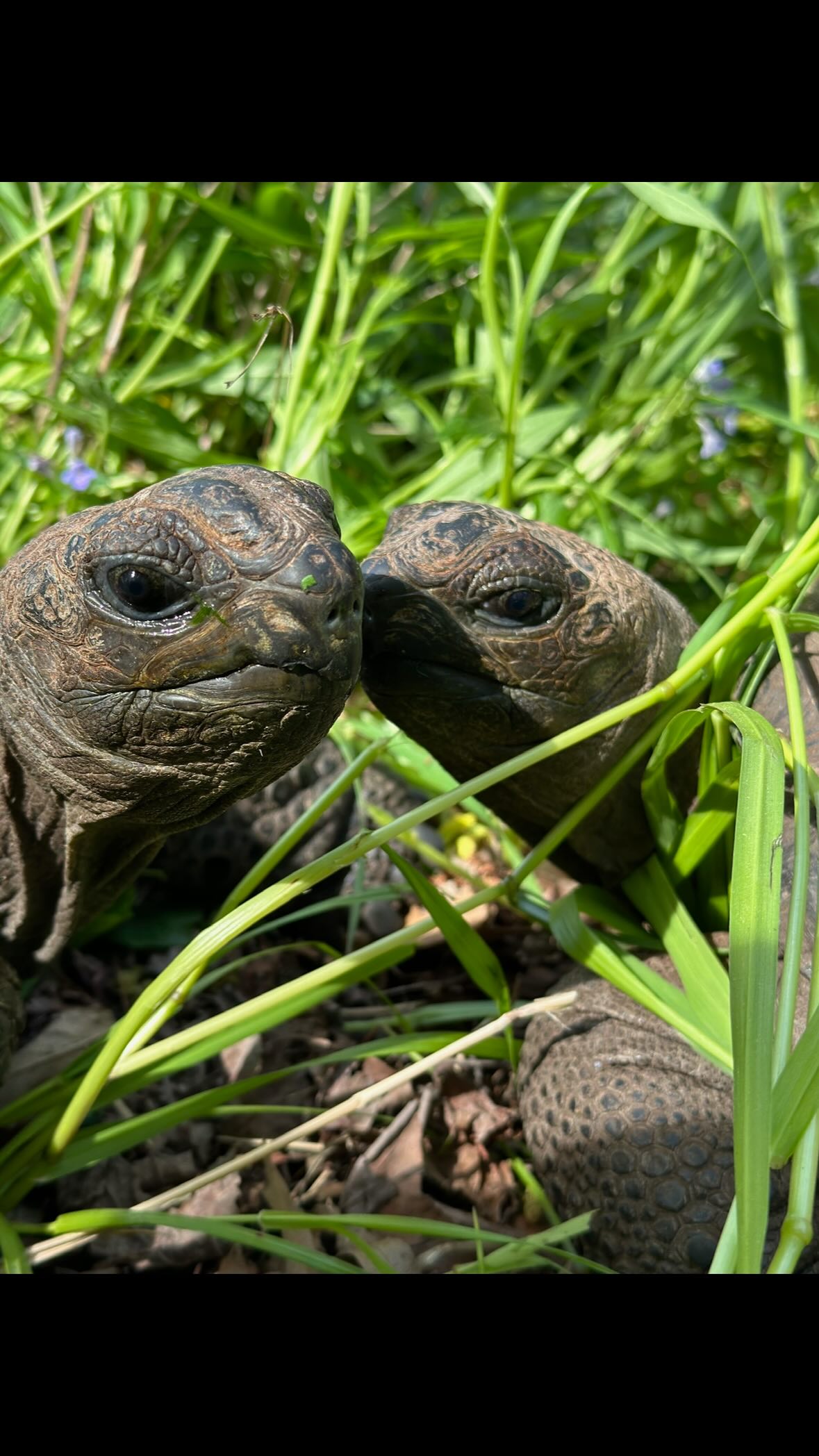 Celebrate World Turtle Day: All Tortoises Are Turtles - Staten Island ...