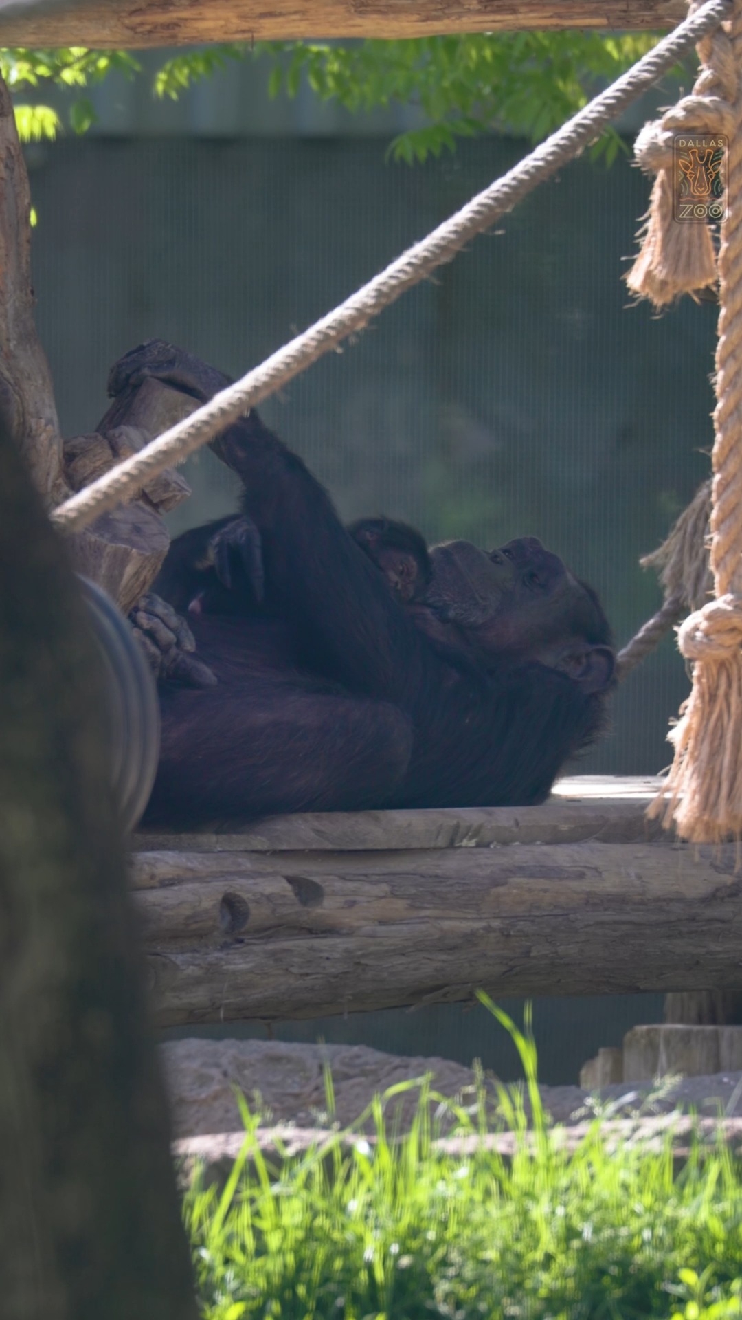 Announcing The Birth Of A Healthy Baby Chimpanzee In Our Troop - Zoos ...