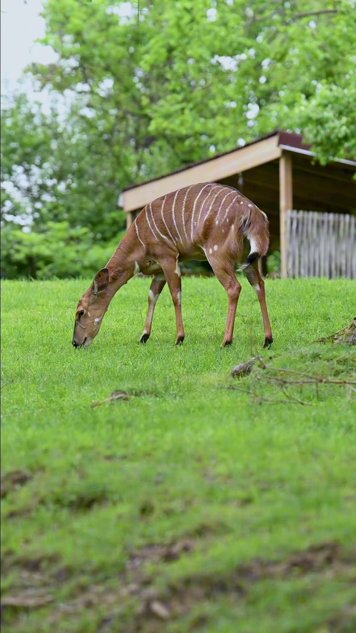 Discover Tranquility: Relax With Our Nyala - Pittsburgh Zoo Zoo Guide