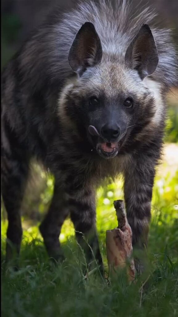 Discover The Striped Hyena: Nature's Ultimate Scavenger! - Zoos - USA ...